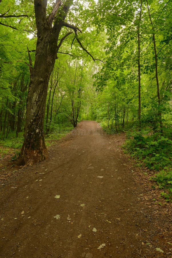 Forest Path through Bright Green Trees on a Summer Day Stock Image ...