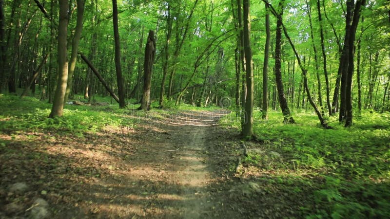 Forest with Path and Bright Sun Shining through the Trees Stock Video ...