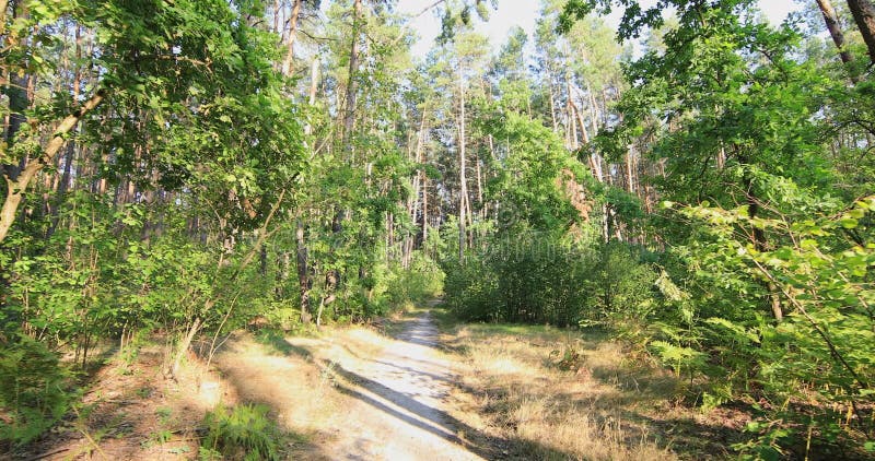 Forest with Path and Bright Sun Shining through the Trees. Stock ...