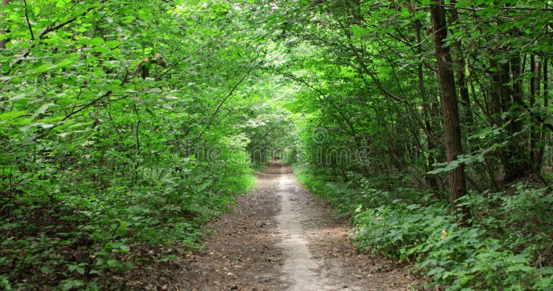 Forest with Path and Bright Sun Shining through the Trees. Stock Video ...