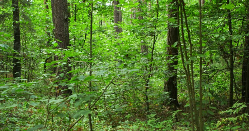 Forest with Path and Bright Sun Shining through the Trees. Stock ...