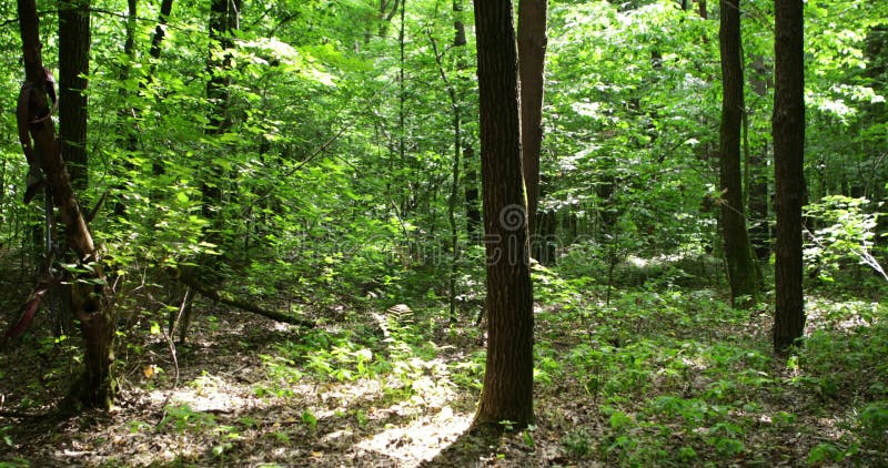 Forest with Path and Bright Sun Shining through the Trees. Stock Video ...