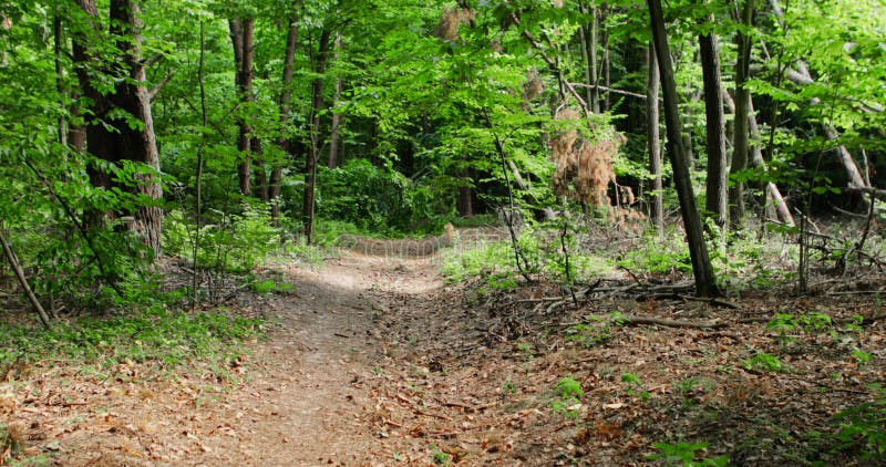 Forest with Path and Bright Sun Shining through the Trees. Stock ...