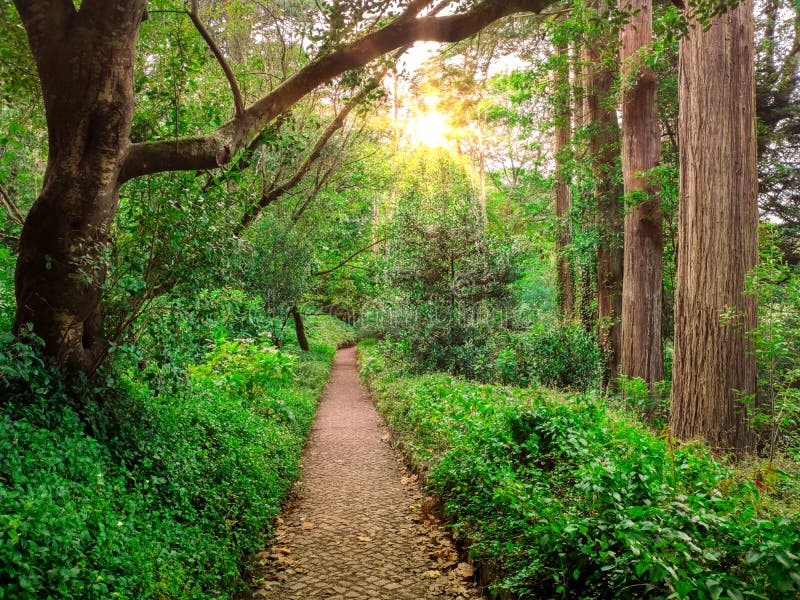 Forest with Path and Bright Sun Shining through the Trees Stock Photo ...