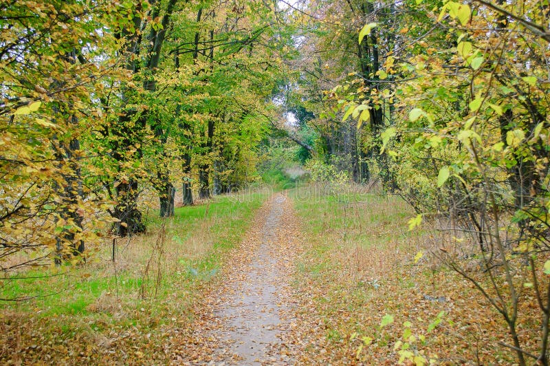 The Forest Path with Bright Trees in Autumn. Stock Image - Image of ...