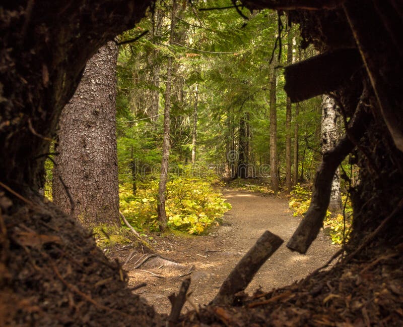 Forest Path through a Circular Opening Stock Photo - Image of path ...