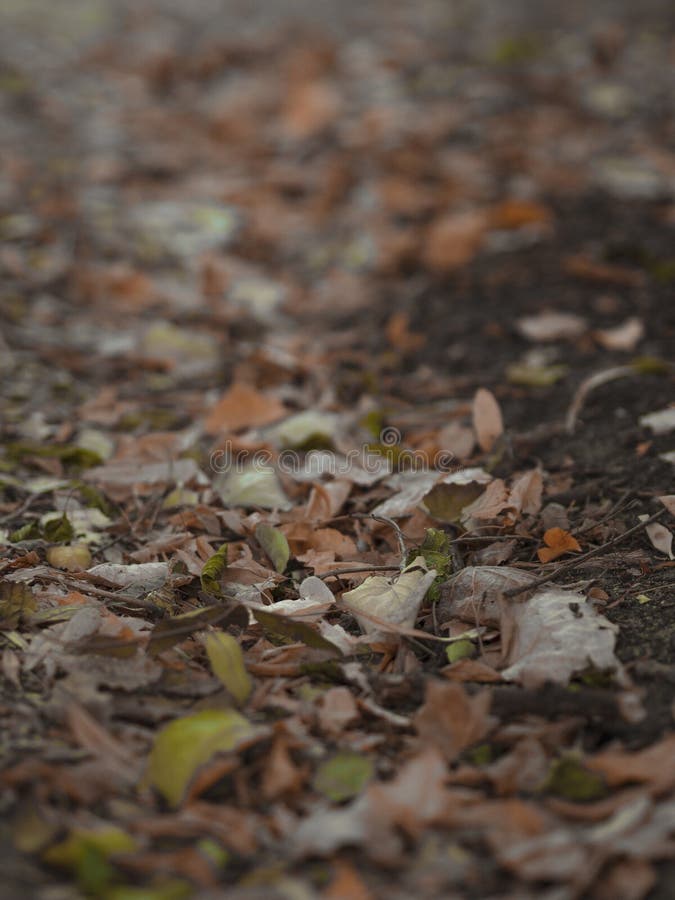 Forest Path with Close Up Colorful Autumn Leaves on the Ground Stock ...