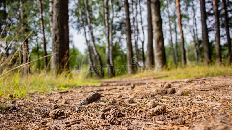 Forest Path Close-up with Cones and Roots. Low Point of View in Nature ...