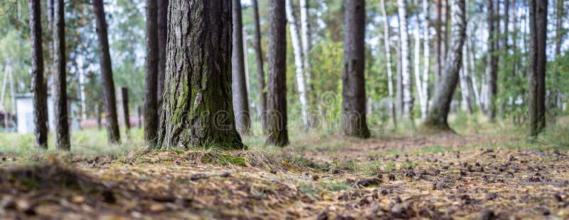 Forest Path Close-up with Cones and Roots. Low Point of View in Nature ...