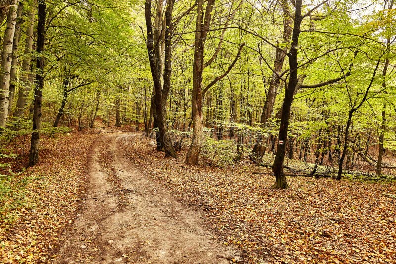 Autumn forest path stock photo. Image of landscape, leaves - 155739548