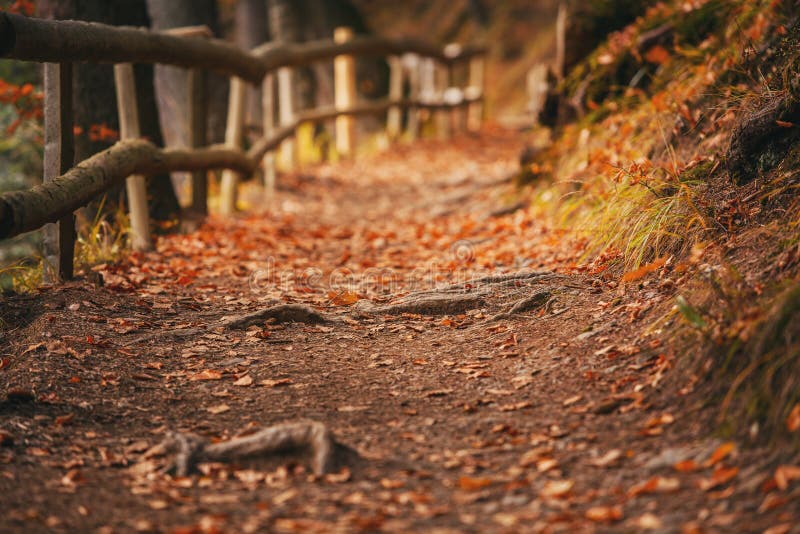 The Forest Path is Covered with Autumn Leaves. Trail in the Forest with ...