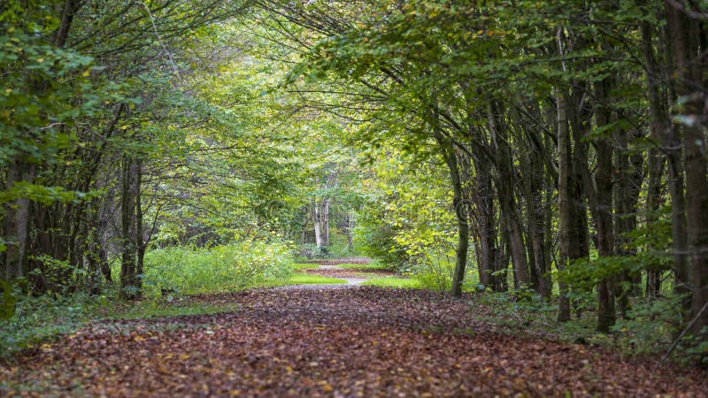 Forest Path Covered with Brown Leafs, White Birch Tree in the ...