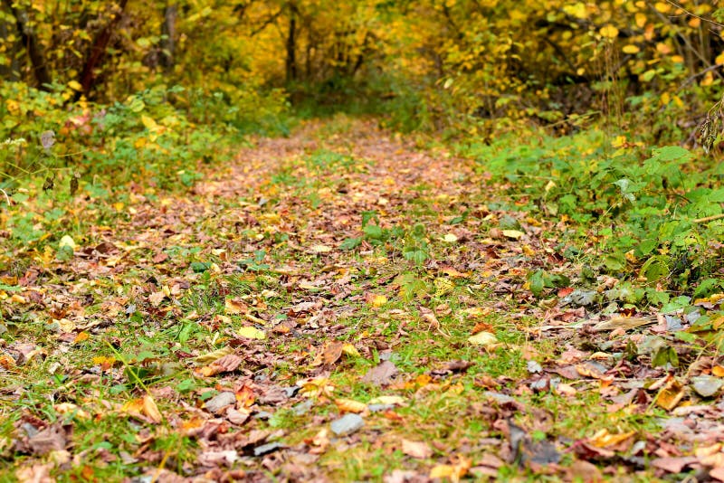 A Forest Path Covered with Dry Leaves Stock Photo - Image of seasonal ...