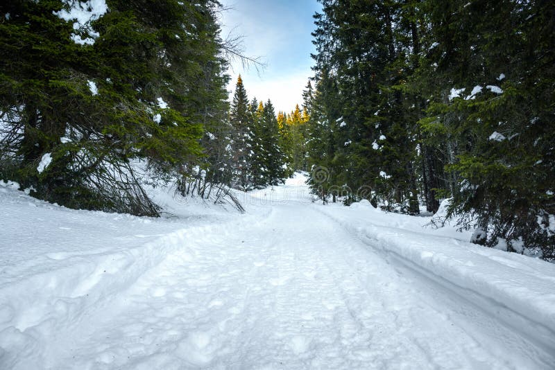 Forest Path Covered in Snow at Sunset Stock Photo - Image of curve ...