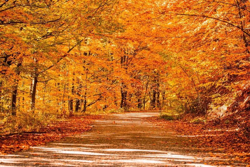 Forest Path Covered with Sunlit Trees in Autumn Colors, Leaves on the ...