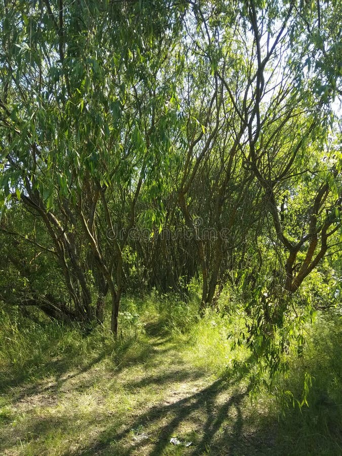 Fabulous Forest Path. Curved Tree Branches. the Sun`s Rays Shine ...