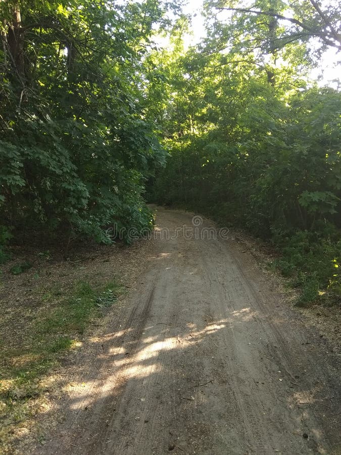 Fabulous Forest Path. Curved Tree Branches. the Sun`s Rays Shine ...