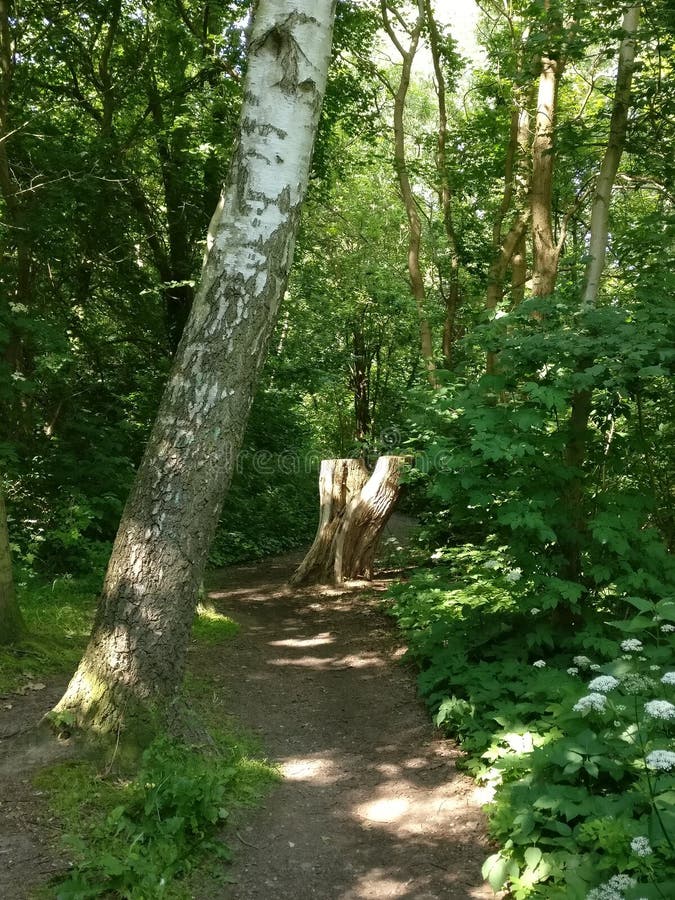 Cuted tree stock photo. Image of color, area, woods, trees - 66363924