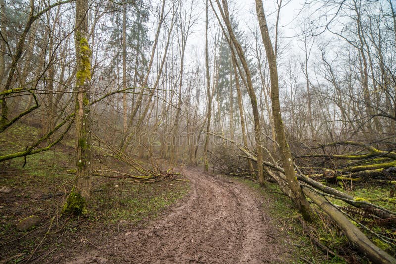 Forest Path is Damaged with Motorcycles and Quads Stock Image - Image ...