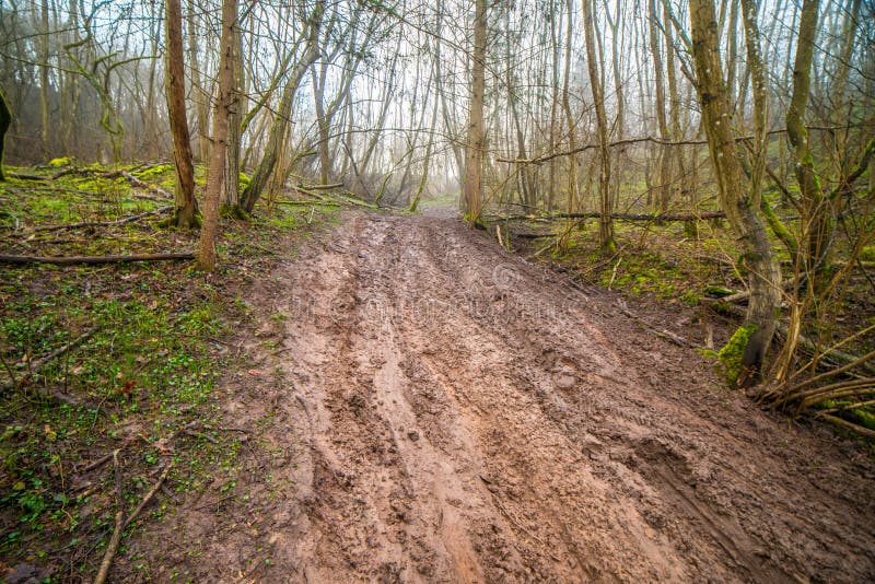 Forest path is damaged stock image. Image of nature - 175182457