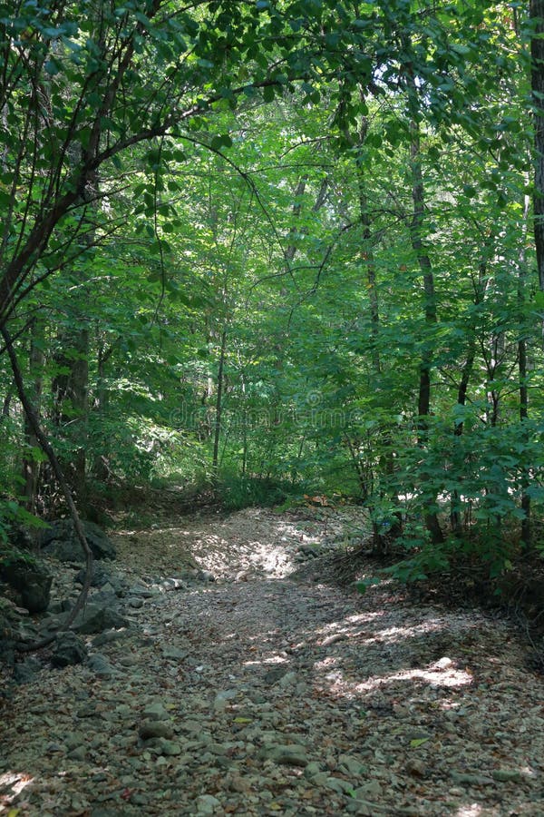 Forest Path in Dappled Sunlight Stock Image - Image of nature, outdoors ...
