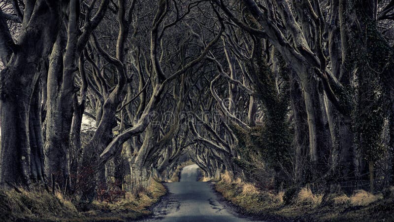 Road through the Dark Hedges a Unique Beech Tree Tunnel Road in ...
