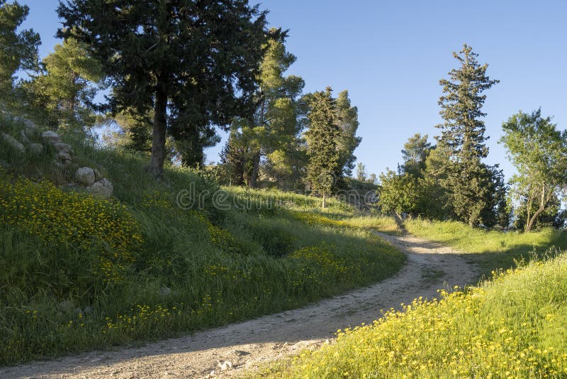 A Forest Path at Dawn stock image. Image of conifer - 252649289