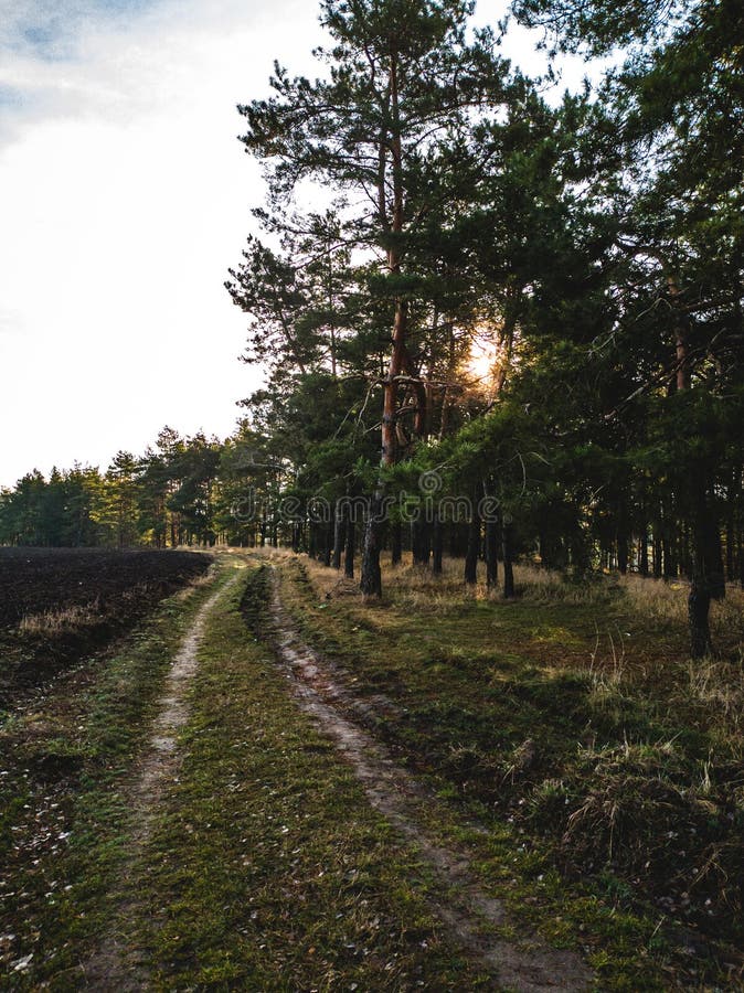 Forest Path at Dawn with Sunbeams through the Pine Trees. Stock Image ...
