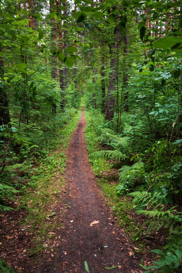 A Forest Path among a Dense Forest Stock Photo - Image of sunlight ...