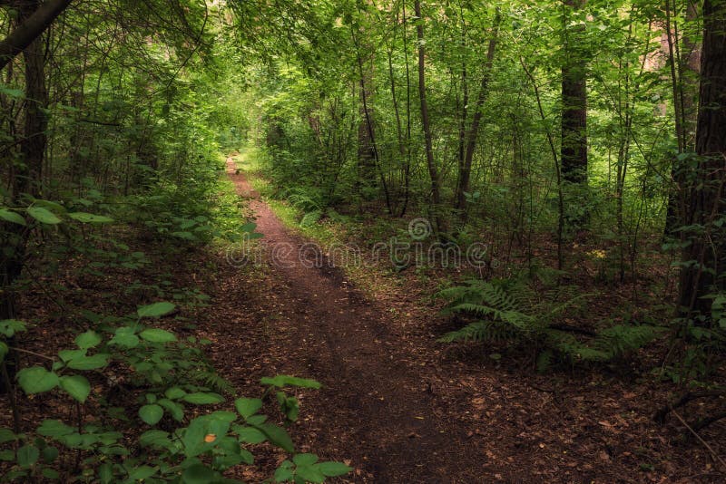 A Forest Path among a Dense Forest Stock Photo - Image of beautiful ...