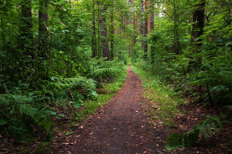 A Forest Path among a Dense Forest Stock Image - Image of scene, path ...