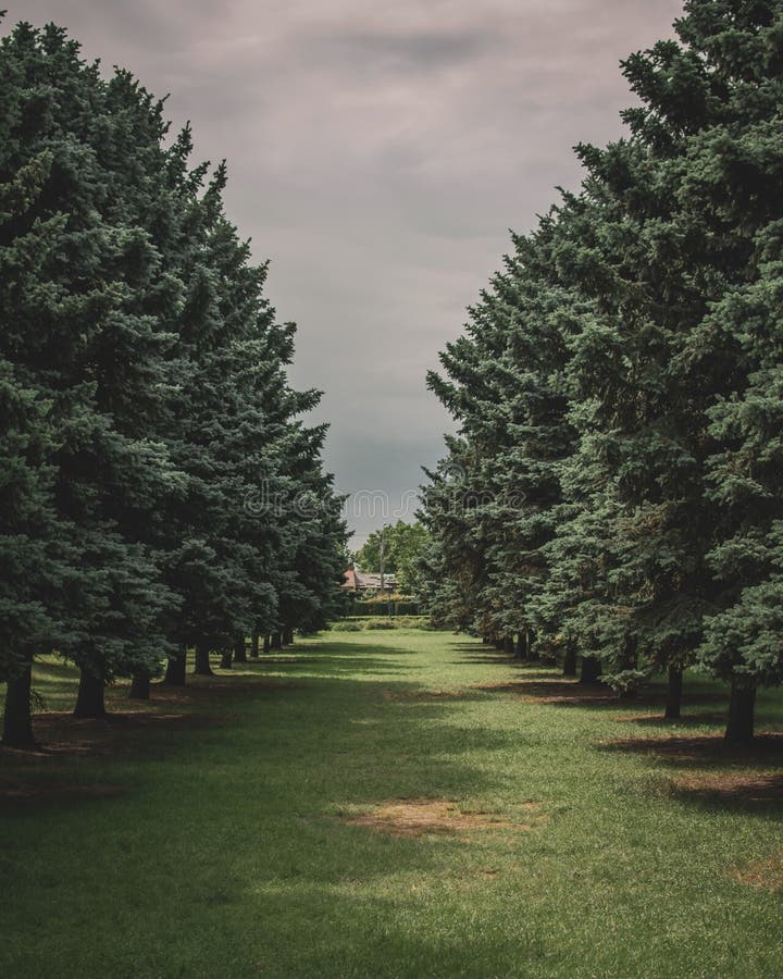 Forest Path with Dense Trees Stock Photo - Image of view, dense: 269514818