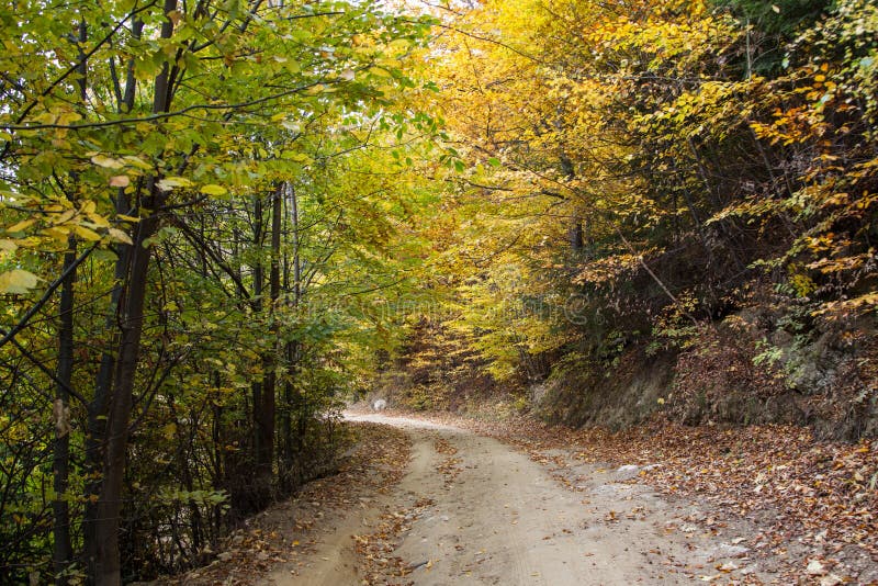Forest path stock image. Image of start, leaf, forest - 49404631