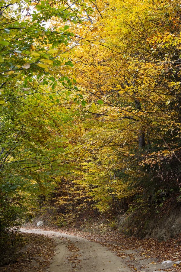 Forest path stock image. Image of start, leaf, forest - 49404631