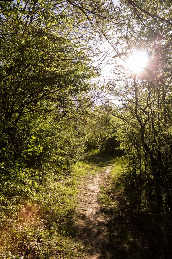 Forest path stock image. Image of start, leaf, forest - 49404631