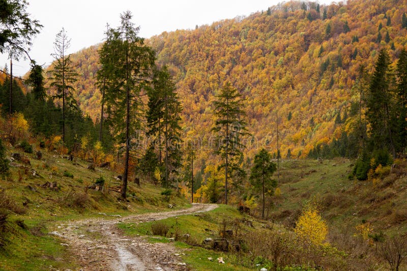 Forest path stock image. Image of start, leaf, forest - 49404631