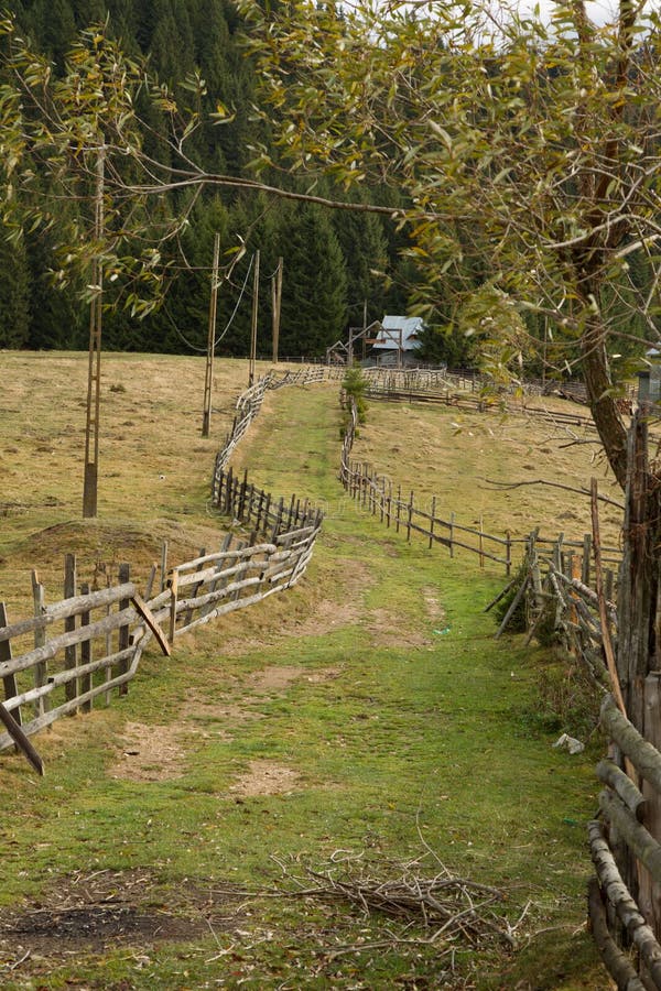 Forest path stock image. Image of start, leaf, forest - 49404631