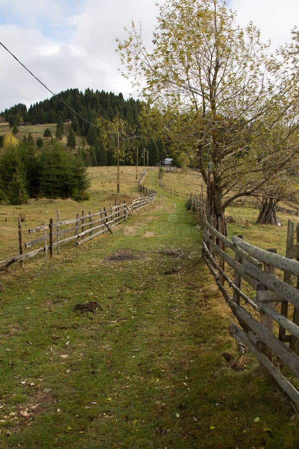 Forest path stock image. Image of start, leaf, forest - 49404631