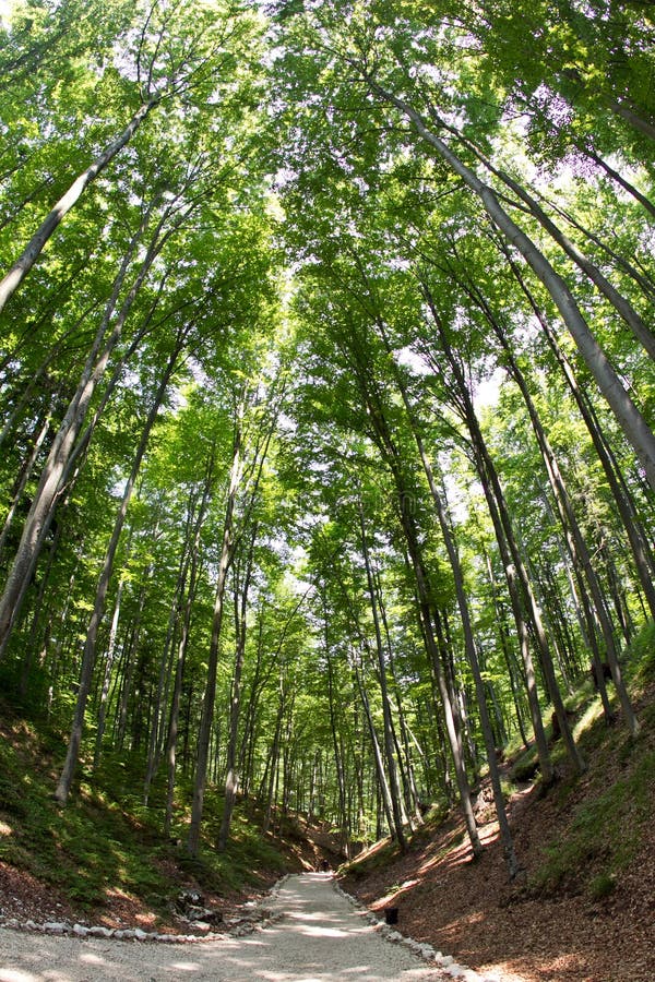 Forest path stock image. Image of start, leaf, forest - 49404631