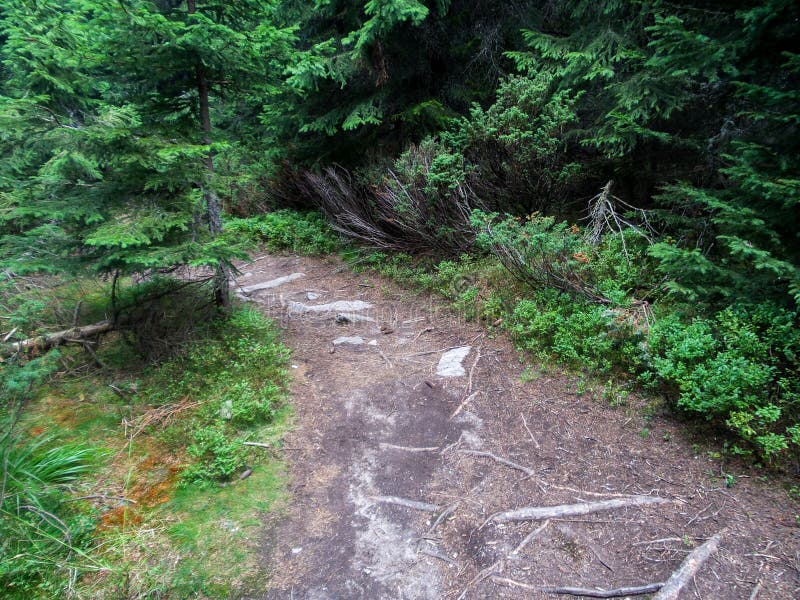 Forest path stock image. Image of start, leaf, forest - 49404631