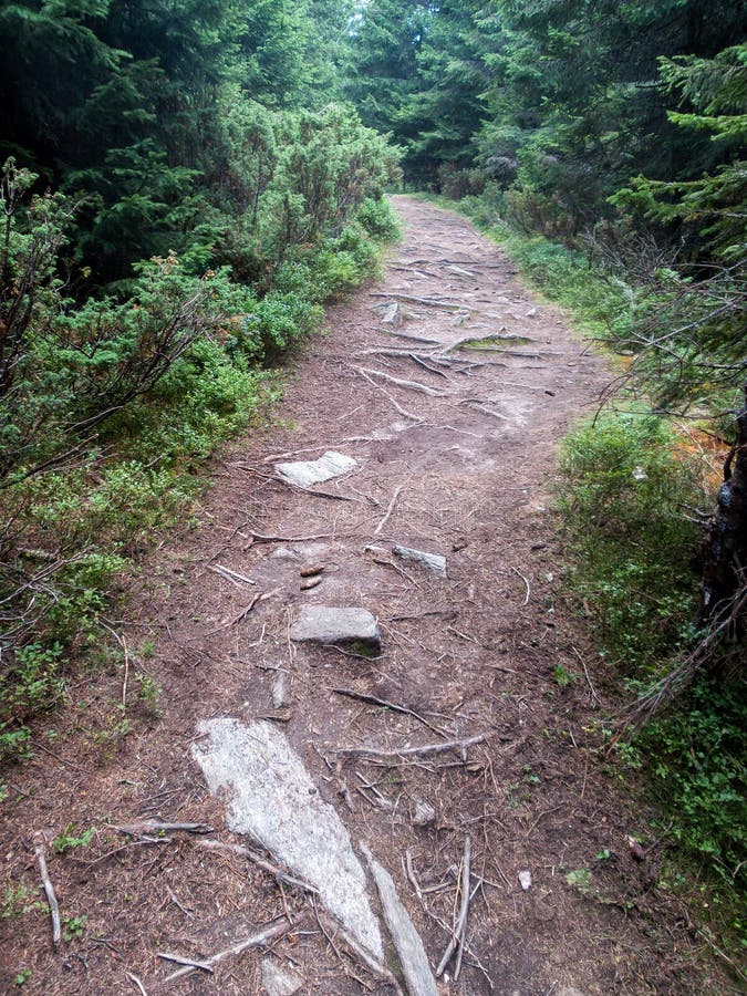 Forest path stock image. Image of start, leaf, forest - 49404631