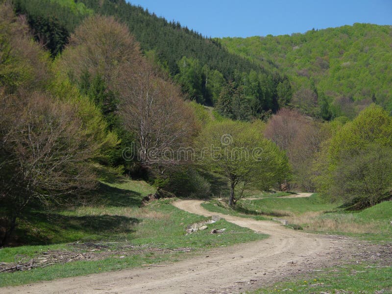Forest path stock image. Image of start, leaf, forest - 49404631