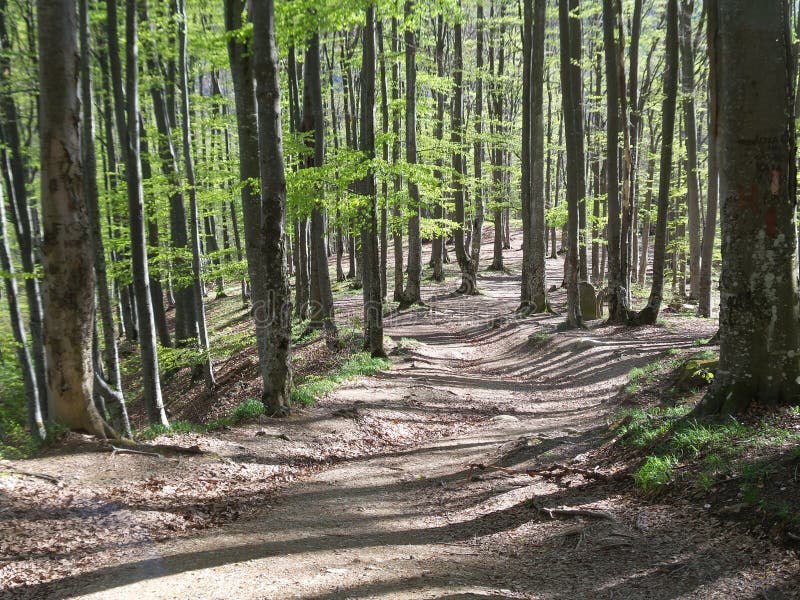 Forest path stock image. Image of start, leaf, forest - 49404631