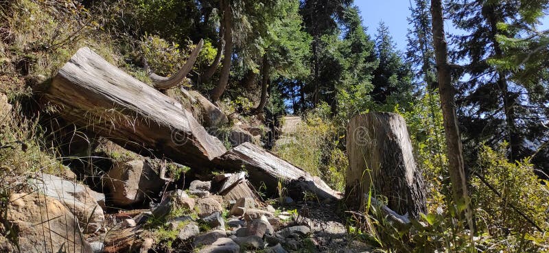 Forest path stock photo. Image of next, amazing, forest - 232523806