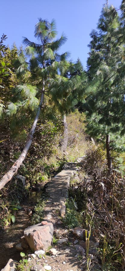 Forest path stock image. Image of amazing, next, views - 232523969