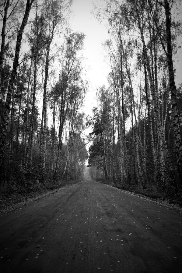 Forest Path through the Forest Dirt Road, Tall Birch Trees White Trunks ...