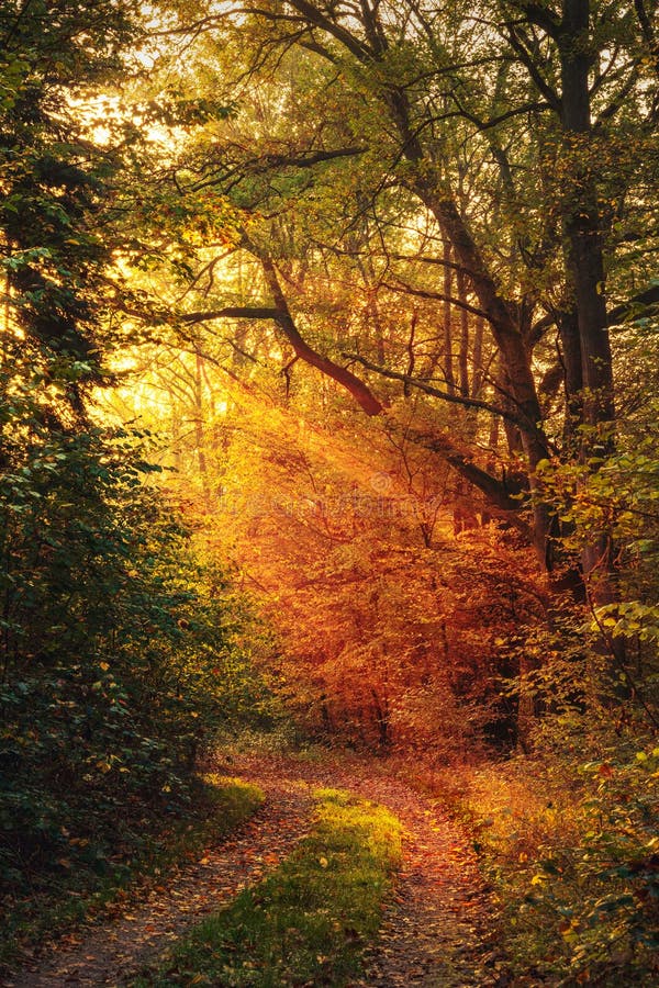 Forest Path with Dramatic Gold Light Stock Image - Image of orange ...