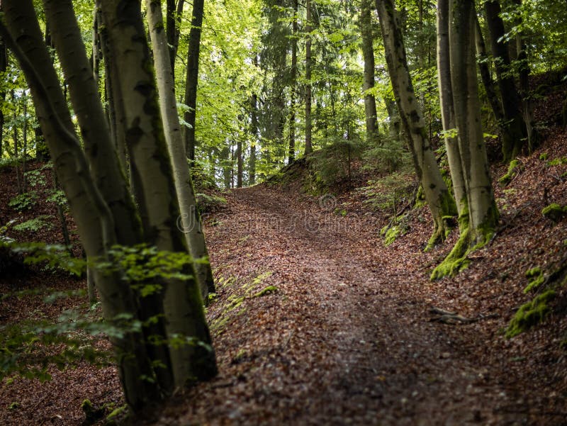 Forest Path with Dry Leaves of the Deciduous Trees Stock Image - Image ...