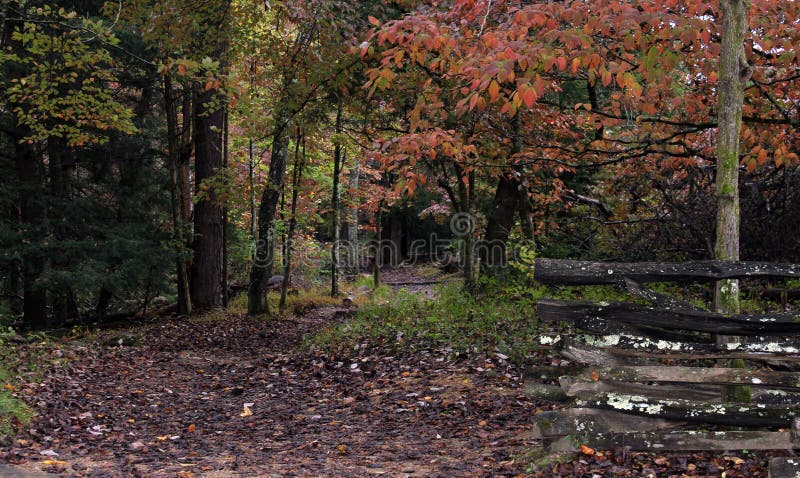 Forest path in early fall stock photo. Image of changing - 99904820
