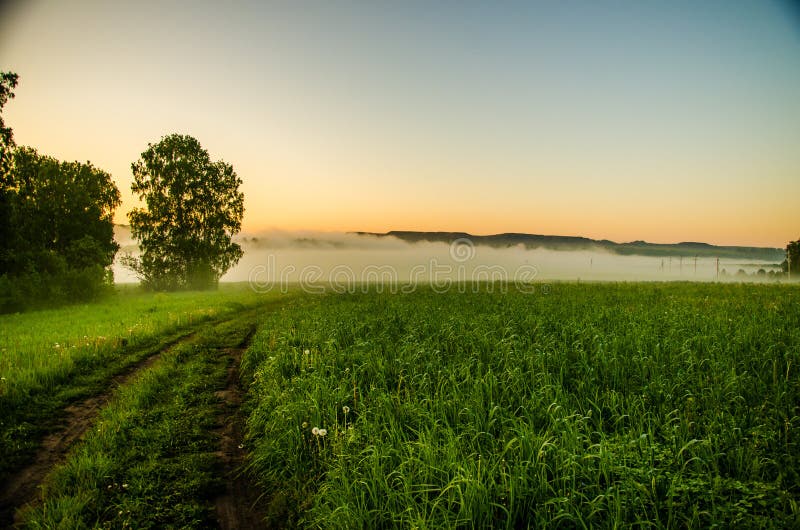 Forest Path. Early Morning. Forest Hiding in the Fog Stock Image ...